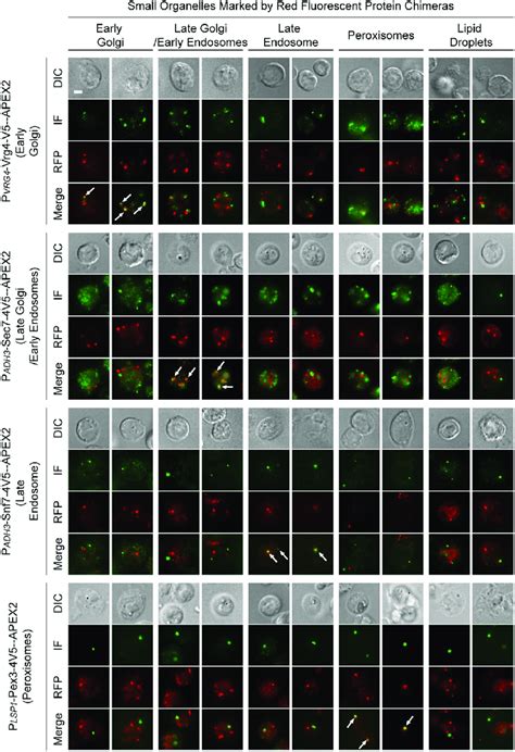 Verification Of The Subcellular Localization Of Apex2 Based Organelle Download Scientific