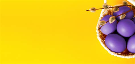 노란색 배경에 보라색으로 칠해진 달걀로 가득 찬 바구니가있는 부활절 휴가 카드 음흉한 버드 나무 나뭇 가지 공간을 복사합니다 빈 텍스트 위치입니다 봄철 모형 디자인 건강