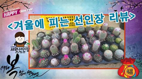 겨울에 피는 선인장 리뷰 선인장꽃 마밀라리아꽃 네오포르테리아꽃 에시노포슬로꽃 마투카나꽃 Youtube