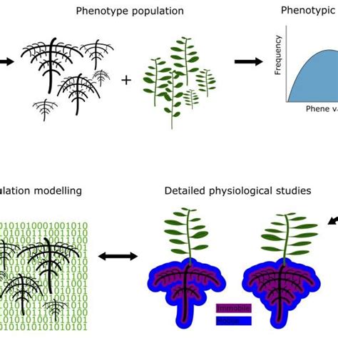 Pdf Functional Phenomics An Emerging Field Integrating High
