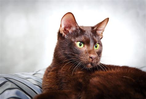 Sphynx Cats A Unique And Hairless Cat Breed Modern Cat