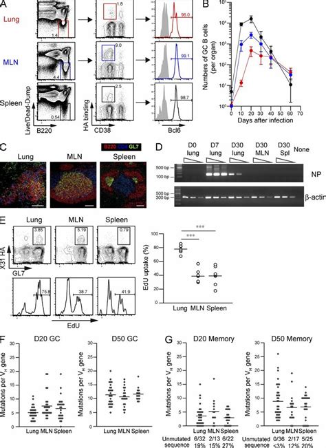 Infection Induced Persistent Gcs Generate Highly Mutated B Cells A Download Scientific