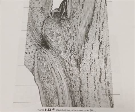 Populus Leaf Abscission Zone Botany Lab 6 Endres Diagram Quizlet