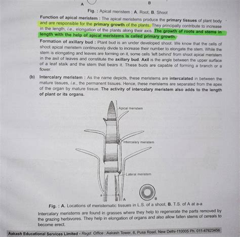 Fig Apical Meristem A Root B Shoot Function Of Apical Meristem