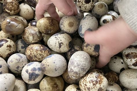 Raising Quails A Comprehensive Guide From A Quail Farmer — Hirvoja Farm