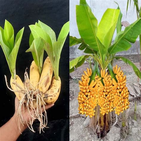 Great Techniques For Grafting Banana Trees In Fast Growing Small Pot