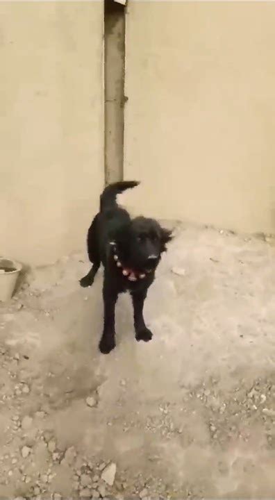 سگ لاس قدرجونی آدم گیر ماده سگنگهبان سگقدرجونی Dog Youtube