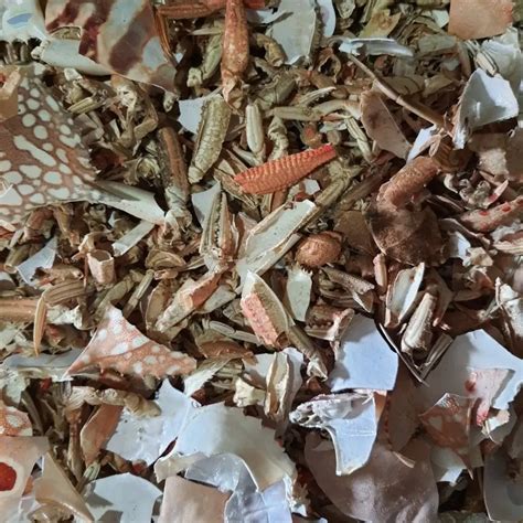 Dried Crab Shell Powder For Feed Chitin By Inox An Suong Supplier From Viet Nam Product Id