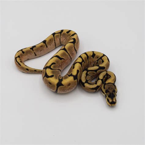 Fire Spider Ball Python