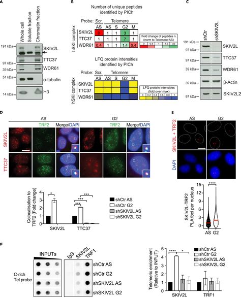 Human Ski Component Skiv2l Regulates Telomeric Dna Rna Hybrids And