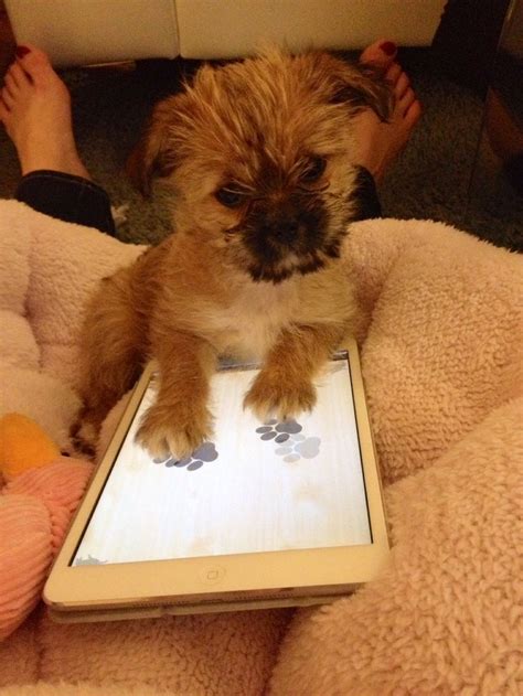 Morkie Playing Ipad Mini Dog Game Mini Dogs Dog Games Morkie