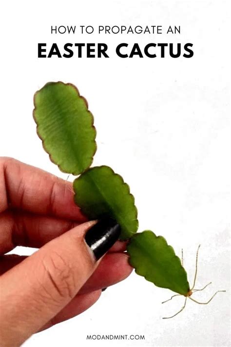 How To Propagate An Easter Cactus