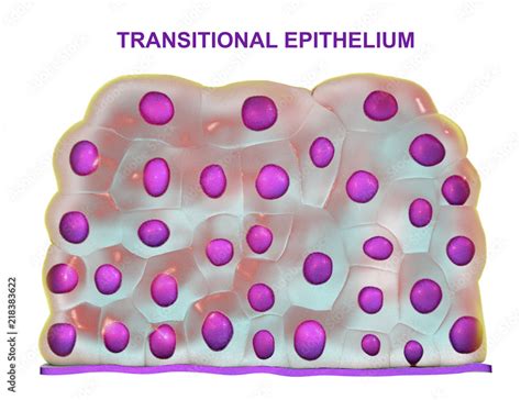 Transitional Epithelium Urinary Bladder