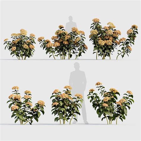 3d Hydrangea Macrophylla Big Leaf Hydrangea 04 3d Model Turbosquid 2173896