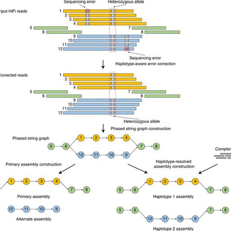 Haplotype Resolved De Novo Assembly Using Phased Assembly Graphs With Hifiasm Request Pdf