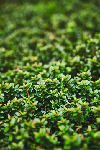 빛나는 잎이 작은 식물의 매크로 사진 전설적인 환상 숲와 비슷합니다 화려한 달콤한 녹색 배경에 대 한 완벽 한입니다 부드러운 사진 처리입니다 0명에 대한 스톡 사진 및 기타