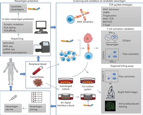 Neoantigen Cancer Vaccines A New Star On The Horizon Cancer Biology And Medicine