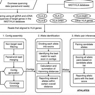 Workflow Of Allelic HLA Typing Using Exome Seq Data Exome Seq Data Are Download Scientific
