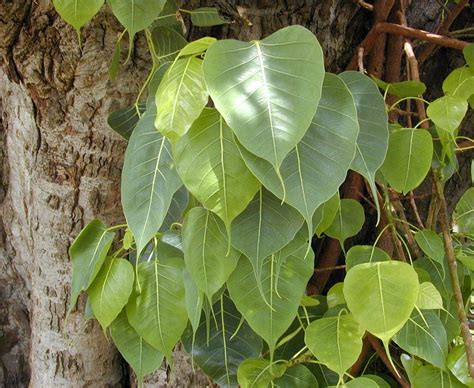 Leaves And Trunk Of The Sacred Fig Tree Ficus Religiosa Common