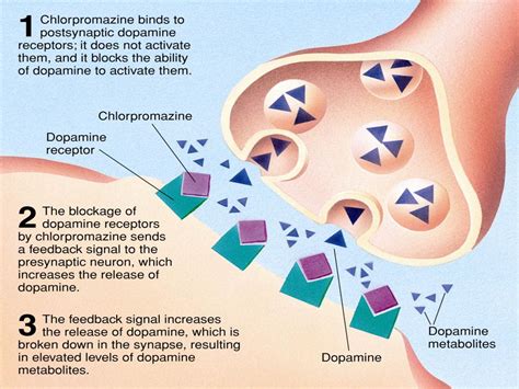 Serotonin And Dopamine Blocking Medications