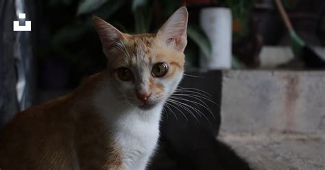 주황색과 흰색 고양이가 땅에 앉아 있다 사진 Unsplash의 무료 어린 이미지