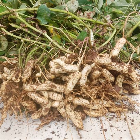 Bulk Peanut Seeds Bulk Wildflowers