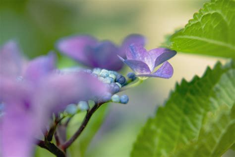 DSC08800 紫陽花の候 by Binshow ID12455095 写真共有サイト PHOTOHITO