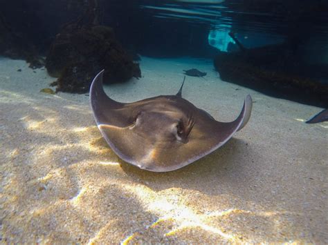 Meet The Animals Stingrays Brevard Zoo