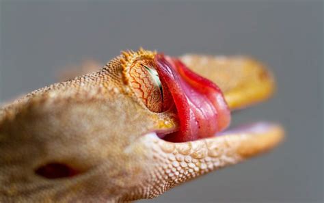 Reptilestar