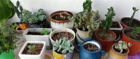 老花匠教你幾招竅門不懂養花的新手學會也能養好花 imomo植物識別