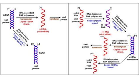 Plant Virus Replication Pptx Biological Sciences Science