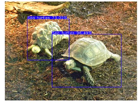 Keras Retinanet Sea Turtle Training And Detection Daniels Coding Blog