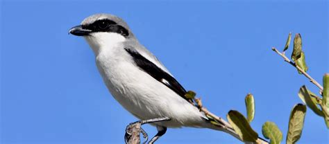 The Loggerhead Shrike Critter Science