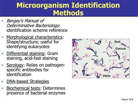 Ppt Chapter 10 Methods For Classifying And Identifying