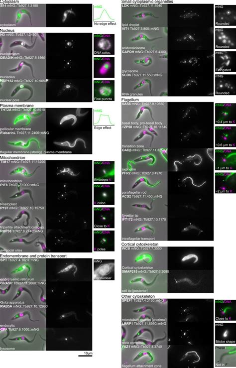Reference Protein Localisations For Procyclic Trypomastigote Form T