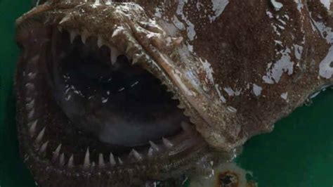 ჩაქვში შავ ზღვაში მეთევზეებმა ზღვის ეშმაკი აღმოაჩინეს Netgazeti • აჭარა • გარემო • შავი