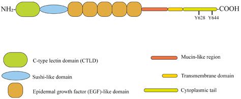 Cells Free Full Text Role Of Cd93 In Health And Disease