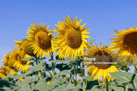 거의 익은 밝은 노란색 해바라기 꽃차례는 밝은 푸른 여름 아침 하늘 아래 들판의 중앙 작은 꽃에 뾰족한 꽃잎과 땀 꿀벌이 있습니다 개화에 대한 스톡 사진 및 기타 이미지