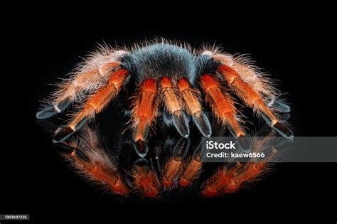 검은 색과 빨간색 털이 거미는 반사와 고립 된 검은 배경에 큰 빨간 타란툴라 테라포시대를 닫습니다 타란툴라에 대한 스톡 사진 및