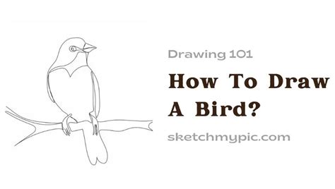 SketchMyPic How To Draw A Bird A Step By Step Guide