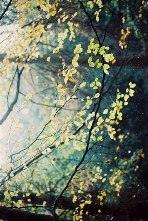 Фото Маленькие листочки на веточках освещенные солнцем