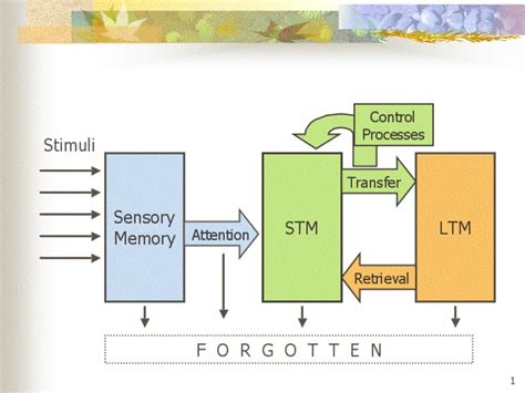 1 Atkinson Shiffrin Model Of Memory