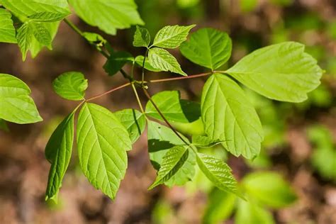 10 Native California Trees To Grow In Southern Northern CA