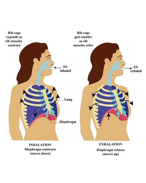 Want To Know The Secret To A Functioning Pelvic Floor