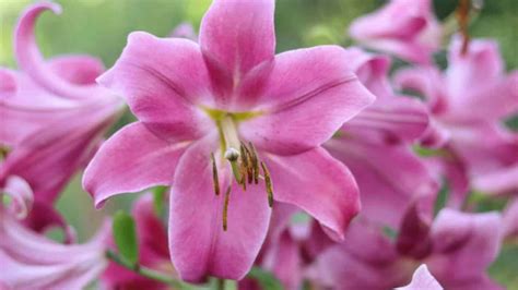 How To Grow And Care For Stargazer Lily Complete Guide