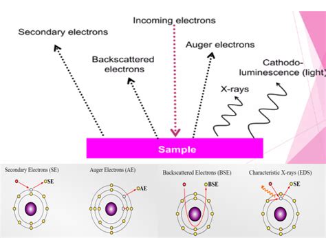 Scanning Electron Microscope Sem Working Components And Applications