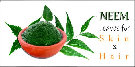 Benefits Of Neem Leaves For Skin T O D A Y