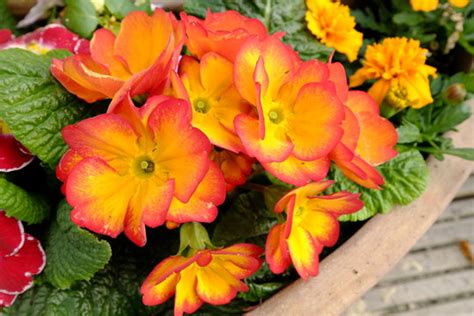 Srping Bilder Durchsuchen 1270 Archivfotos Vektorgrafiken Und