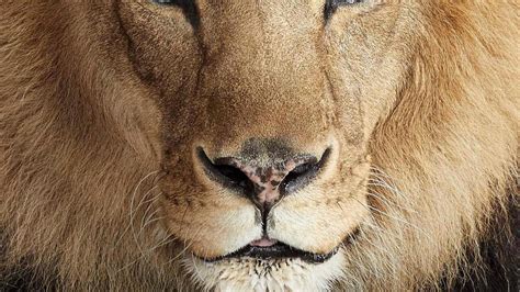 10 самых опасных животных в мире Новости Фитнес и здоровье —