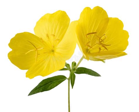 Evening Primrose Stock Image Image Of Flowers Plant 344660943